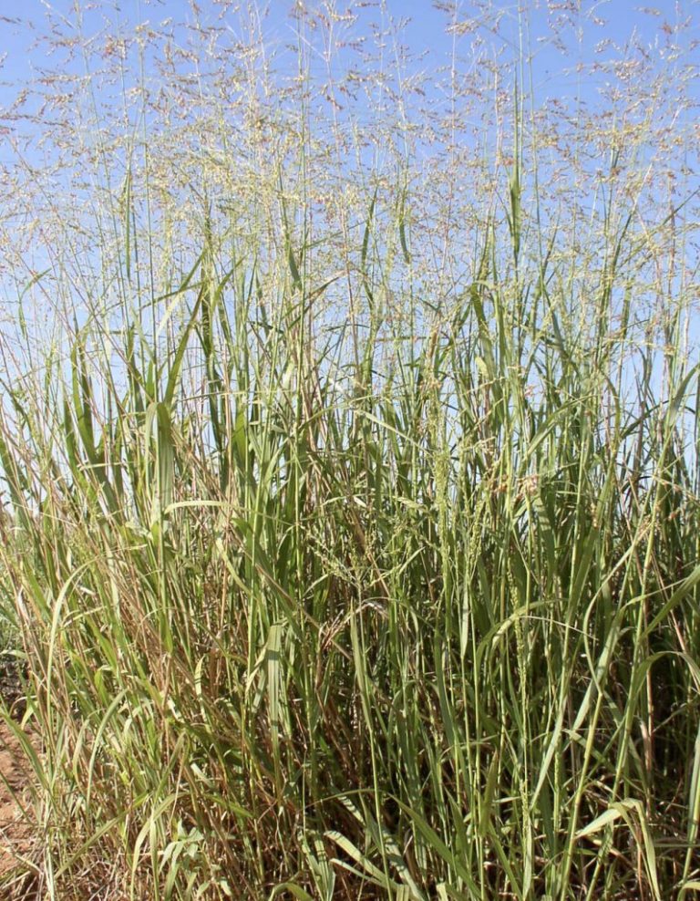 Switchgrass | Grasses of the True Tallgrass Prairie | Bamert Seed
