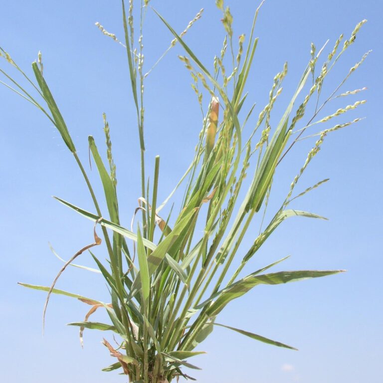 Browntop Panicum - Plant - Bamert Seed