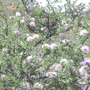 Catclaw Mimosa - Plant - Bamert Seed