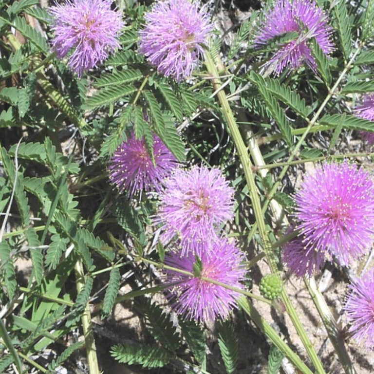 Catclaw Sensitivebriar - Plant - Bamert Seed