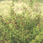 Illinois Bundleflower - Plant - Bamert Seed