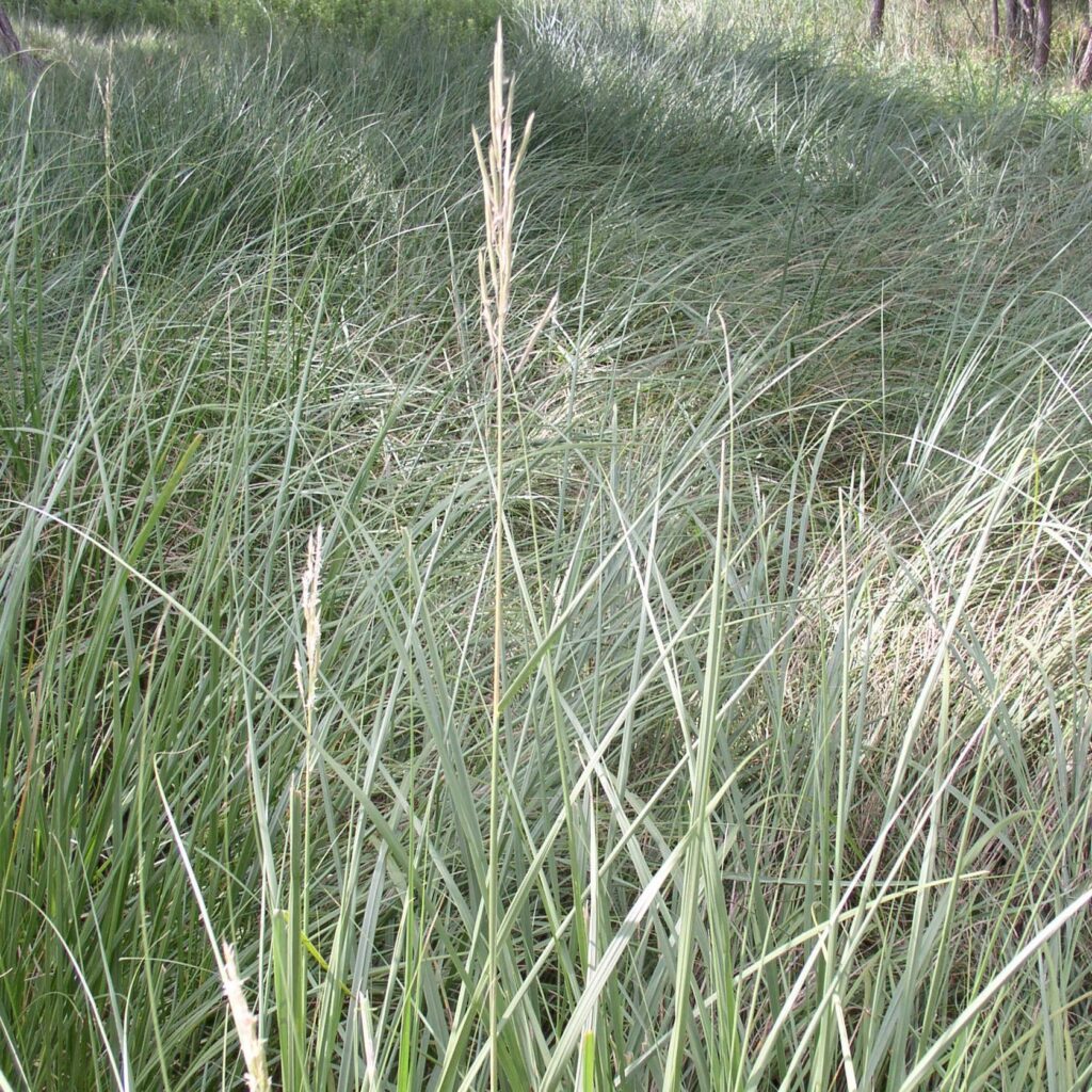 Prairie Cordgrass - Plant - Bamert Seed