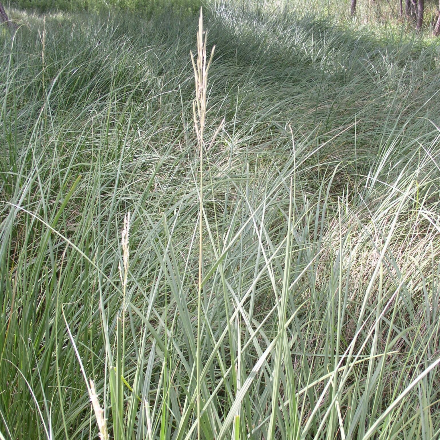 Prairie Cordgrass - Plant - Bamert Seed