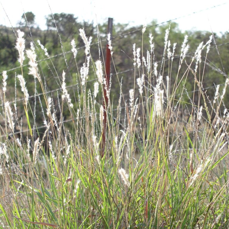 Silver Bluestem - Plant - Bamert Seed