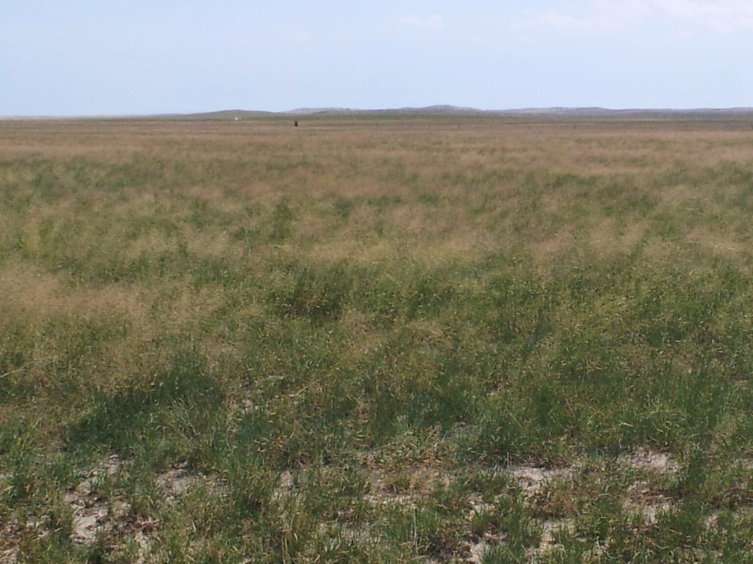 Restoring Native Prairies & Grasslands - Bamert Seed