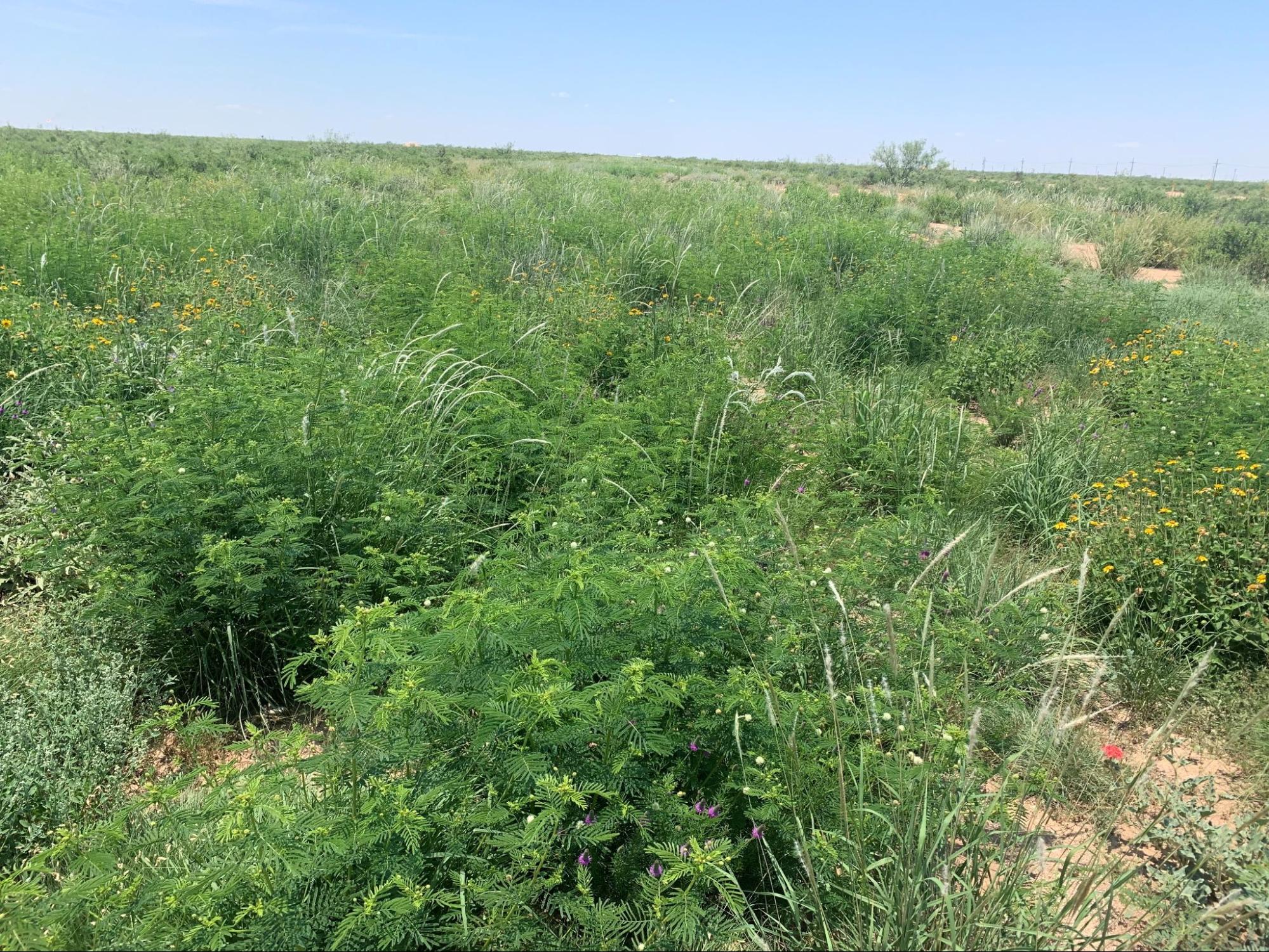 Controlling Weeds When Establishing Native Grasses - Bamert Seed Controlling Weeds When Establishing Native Grasses - Bamert Seed